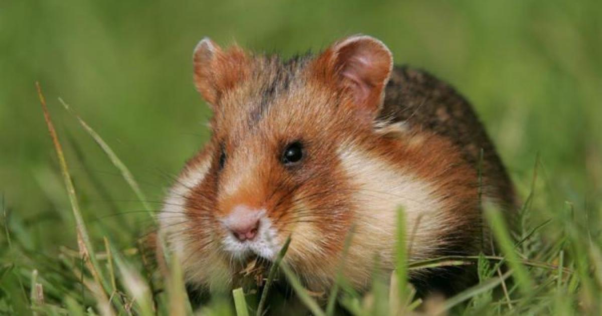 Poznań ratuje chomika europejskiego